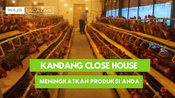 Kandang Ayam Close House Modern Serba Otomatis Solusi Bagi Peternak